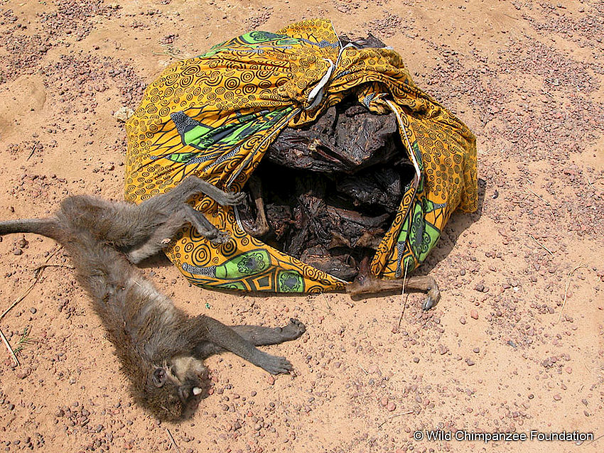WCF | Bushmeat Study