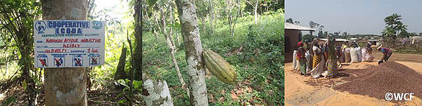 WCF | Sustainable extractive projects